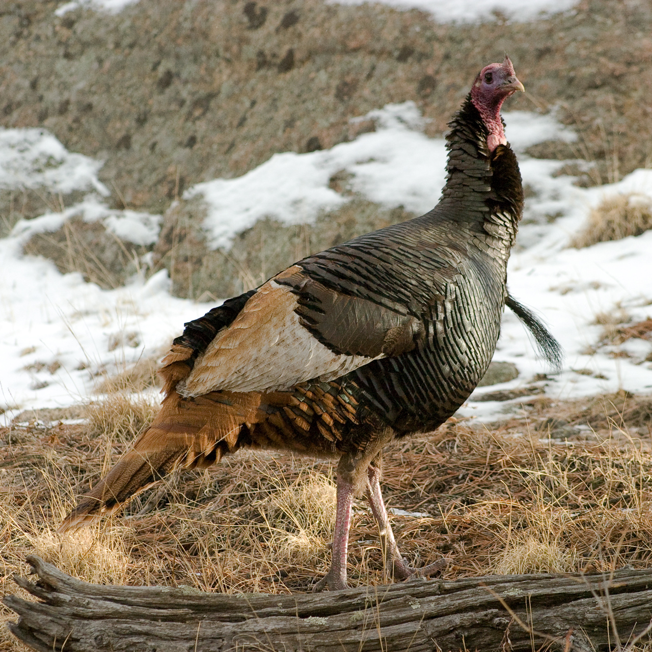 Birding - McGregor Mountain Lodge - Estes Park, CO